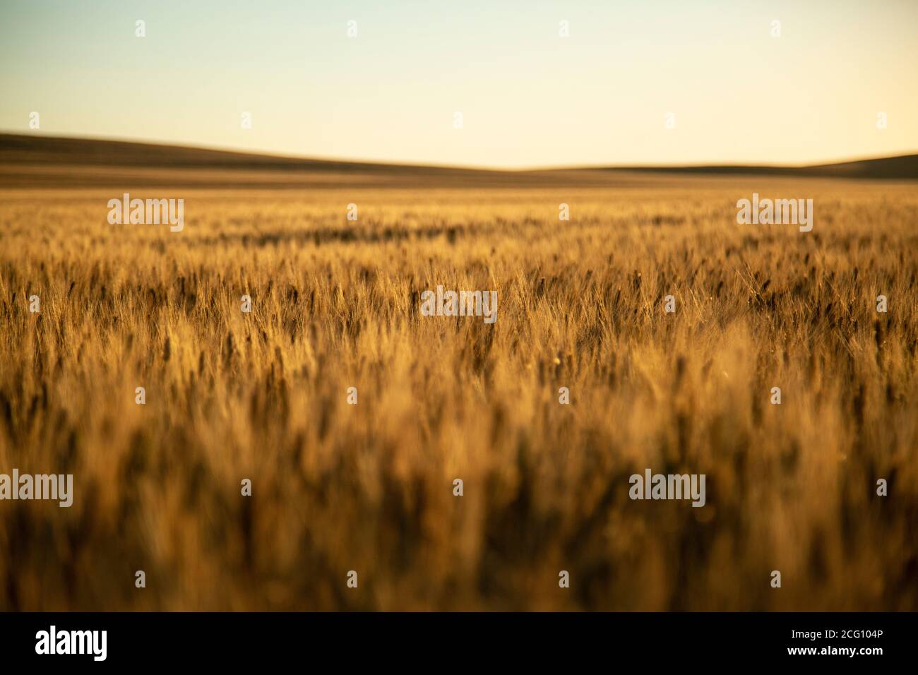 Sunrise over a wheat field hi-res stock photography and images - Alamy