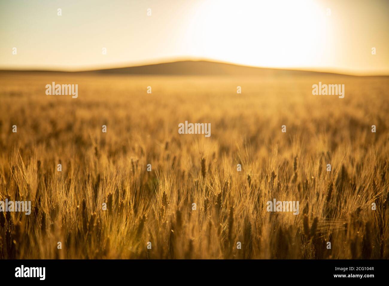 Sunrise over a wheat field hi-res stock photography and images - Alamy