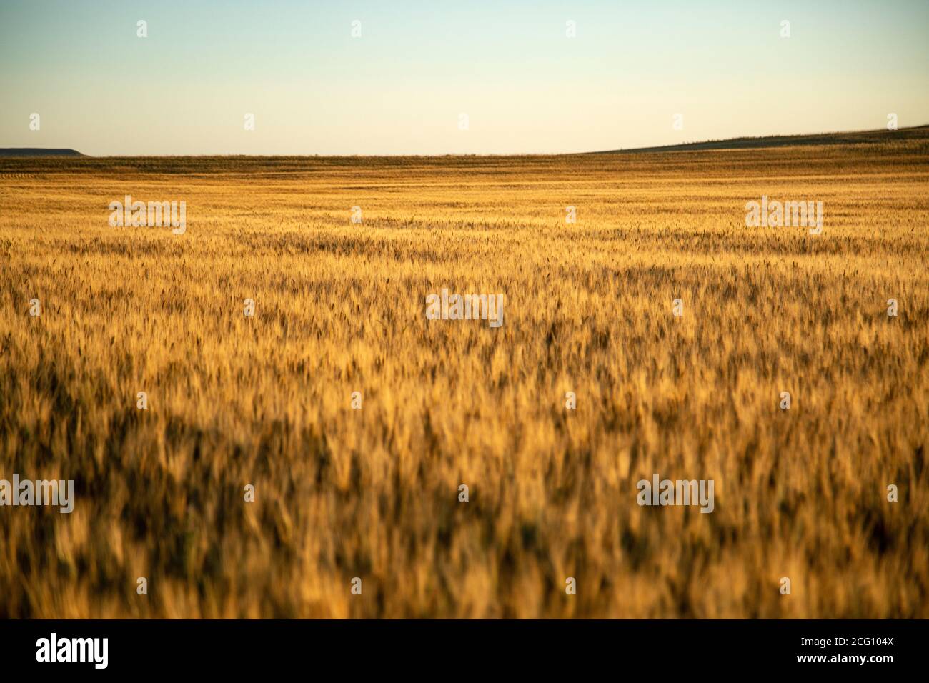 Wide view of wheat field at sunrise Stock Photo - Alamy
