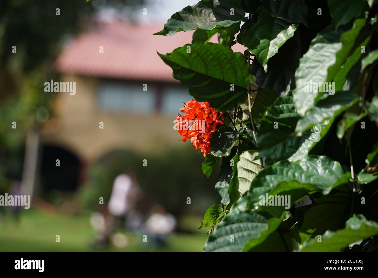 Immersed in nature Stock Photo - Alamy