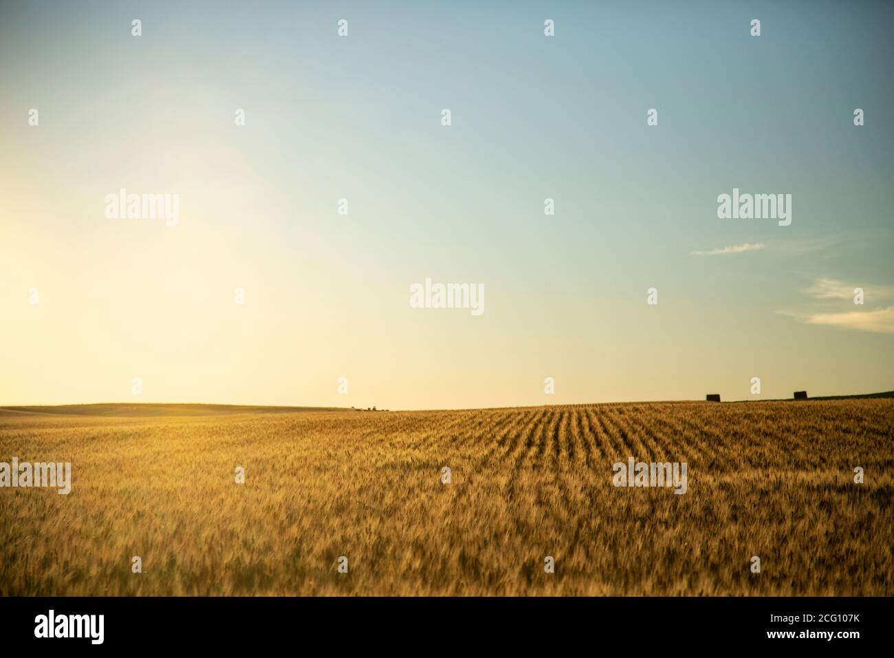 Wide view of wheat field at sunrise Stock Photo - Alamy