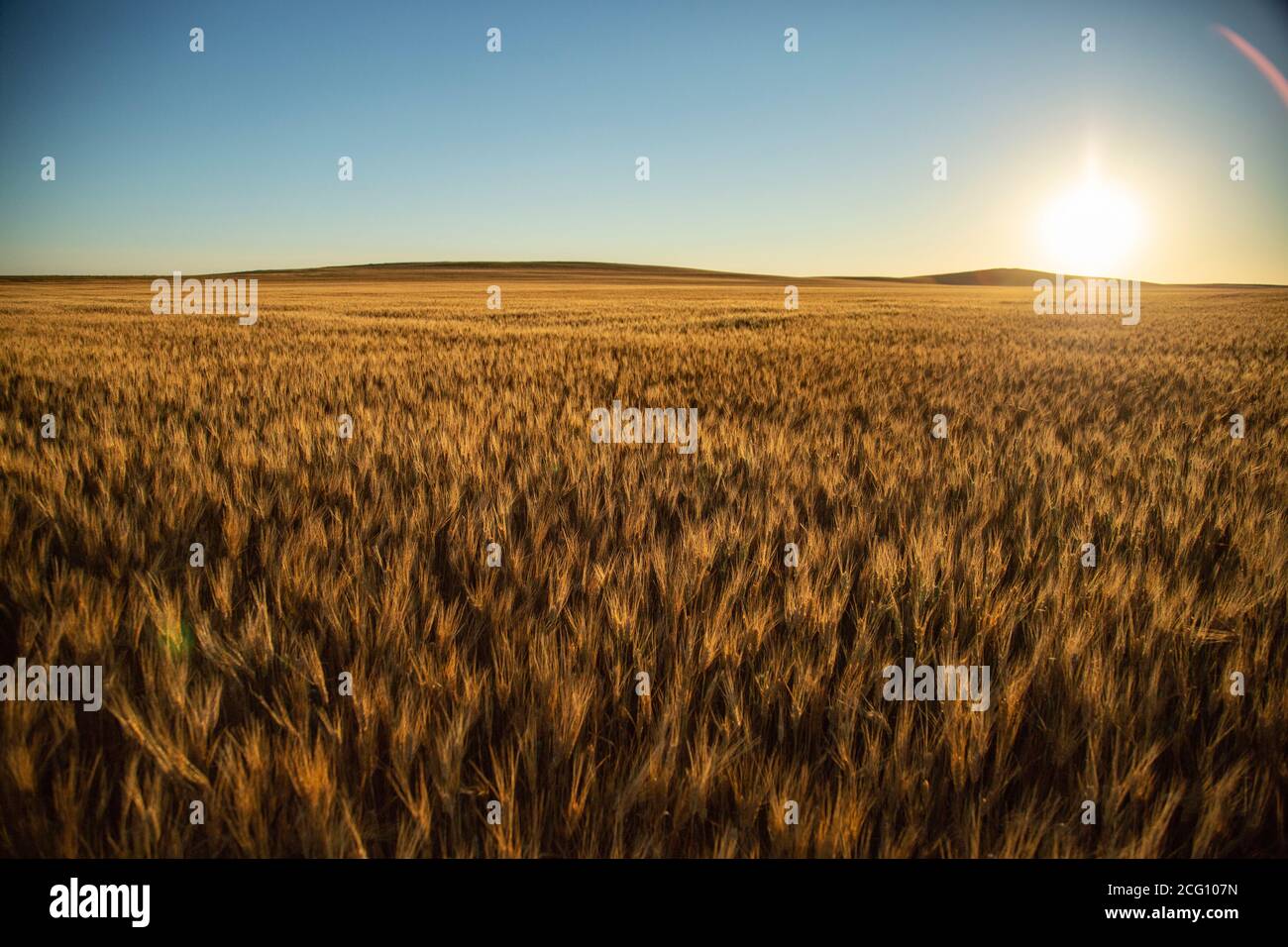 Morning light over wheat field Stock Photo - Alamy