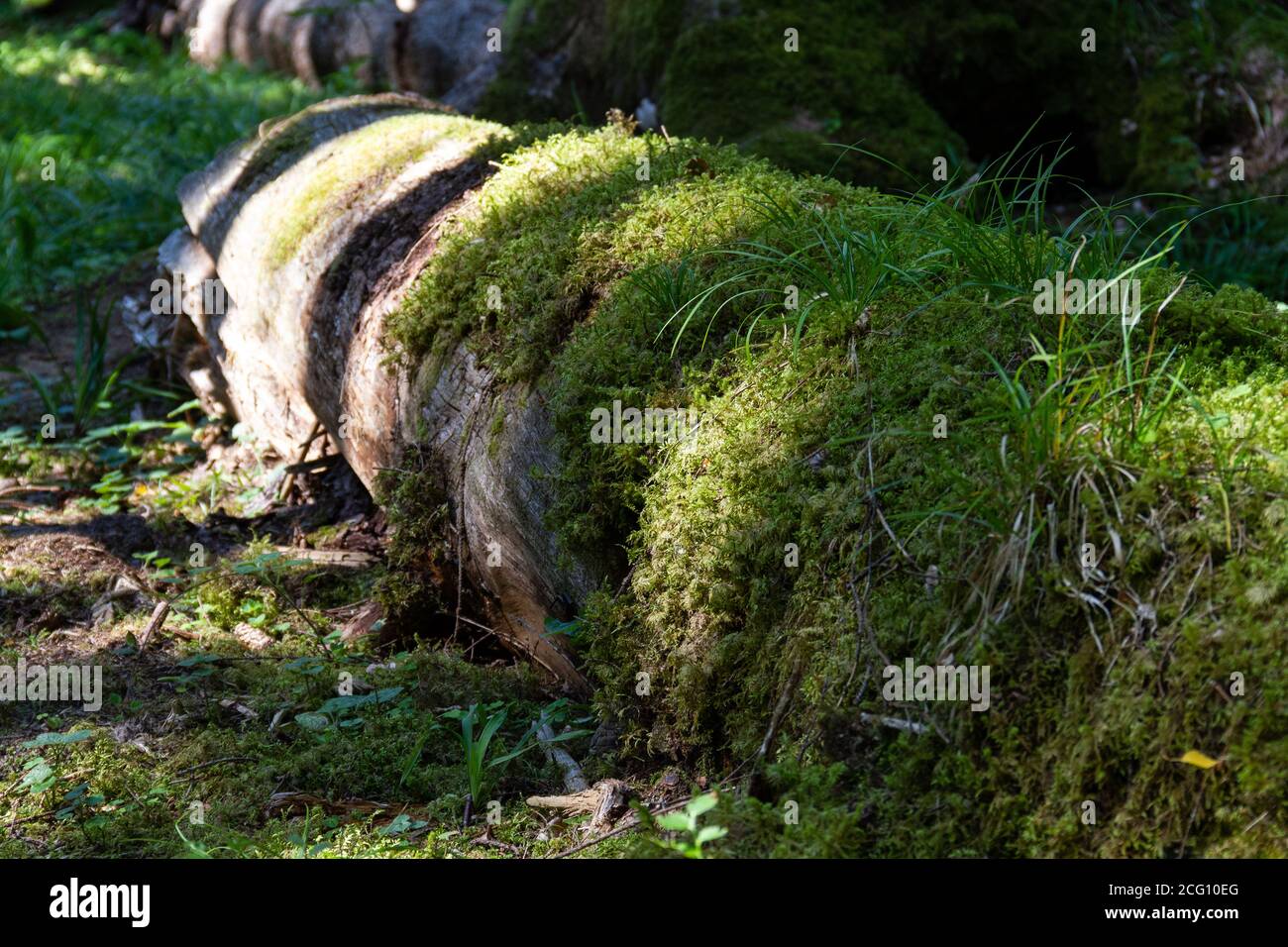 Old fallen tree covered with green moss and grass in sunlight Stock ...