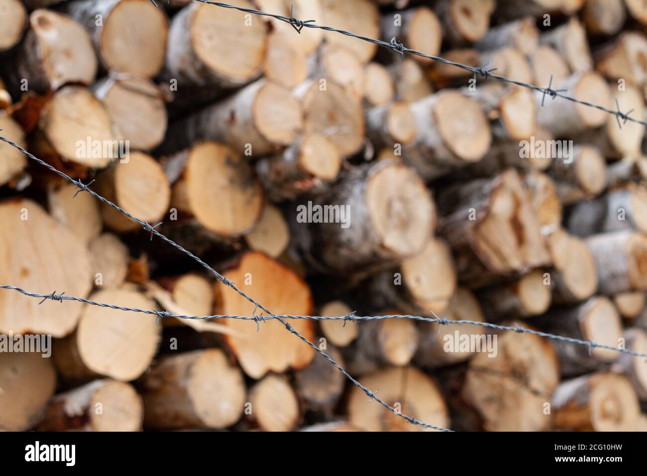 Birch logs behind barbed wire Stock Photo - Alamy