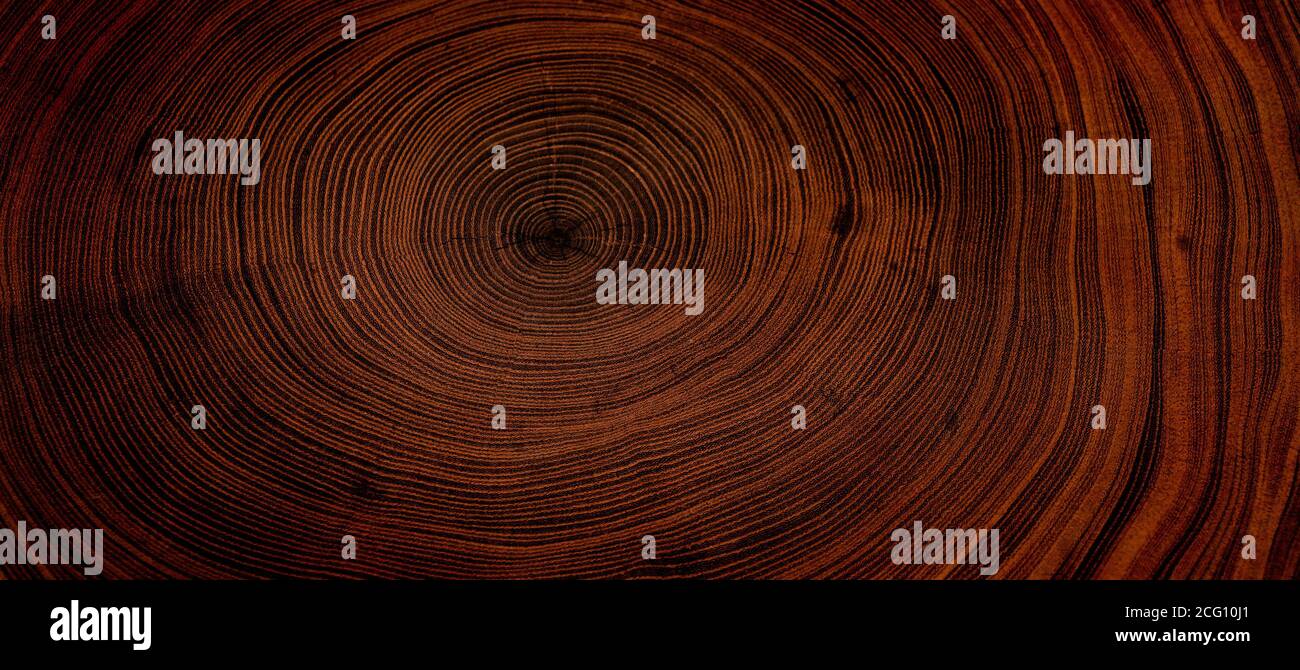 Closeup macro view of end cut wood tree section with cracks and annual ...