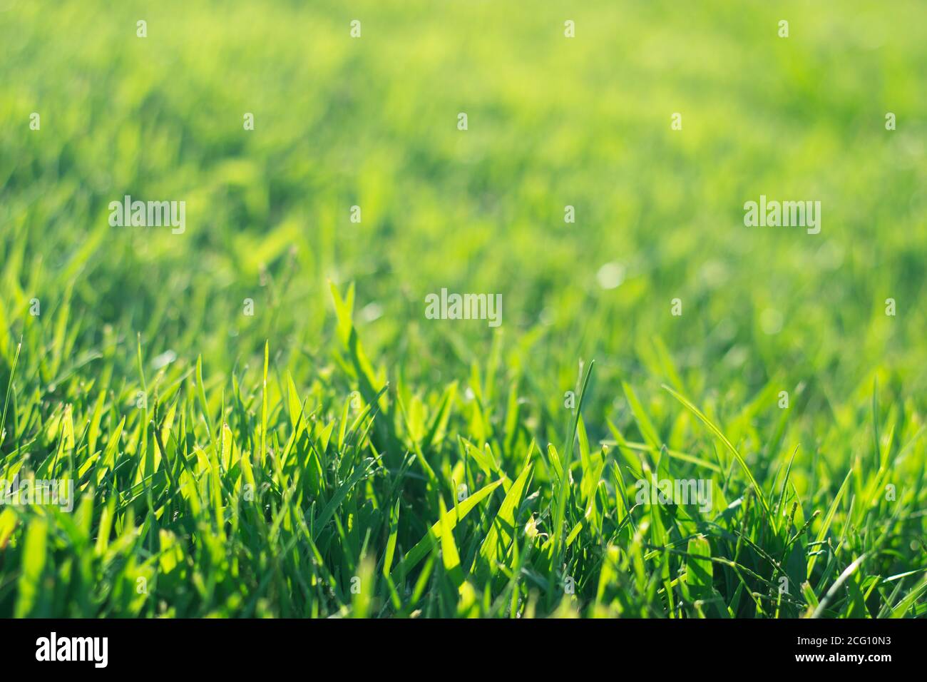Grassland green vegetation hi-res stock photography and images - Alamy