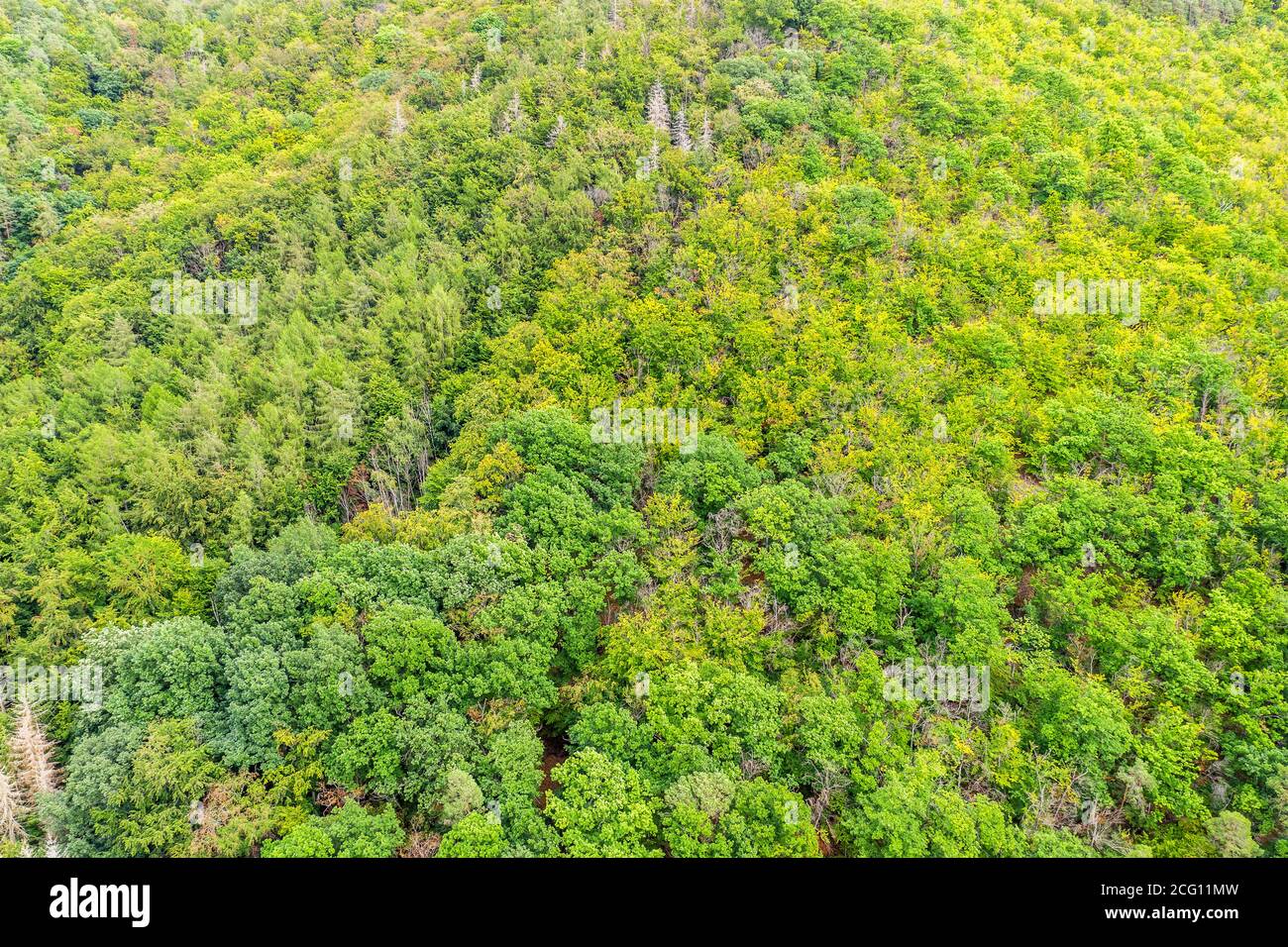 a sunny mixed forest from above Stock Photo - Alamy