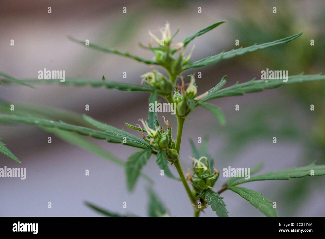 Blooming medical marijuana leaves close up. Juicy mature hemp bots ...