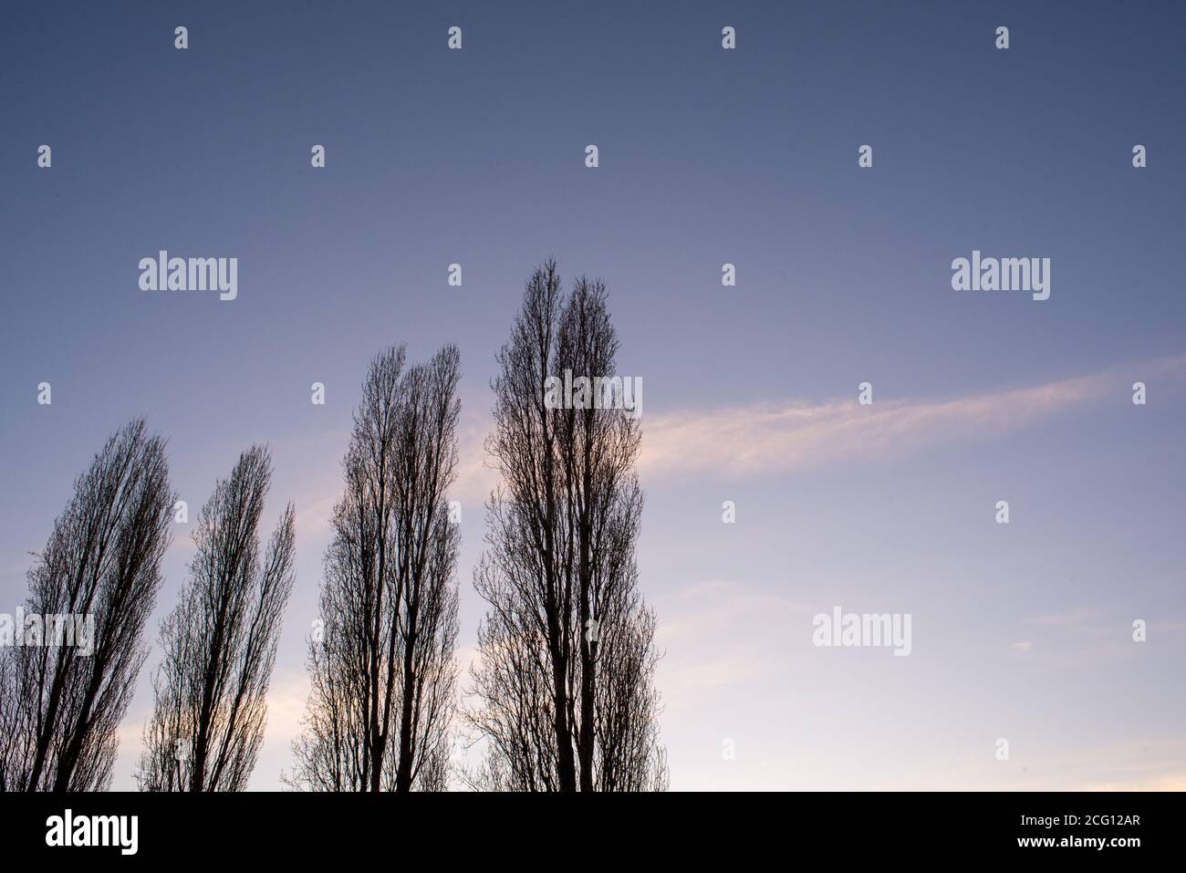 The four trees hi-res stock photography and images - Alamy
