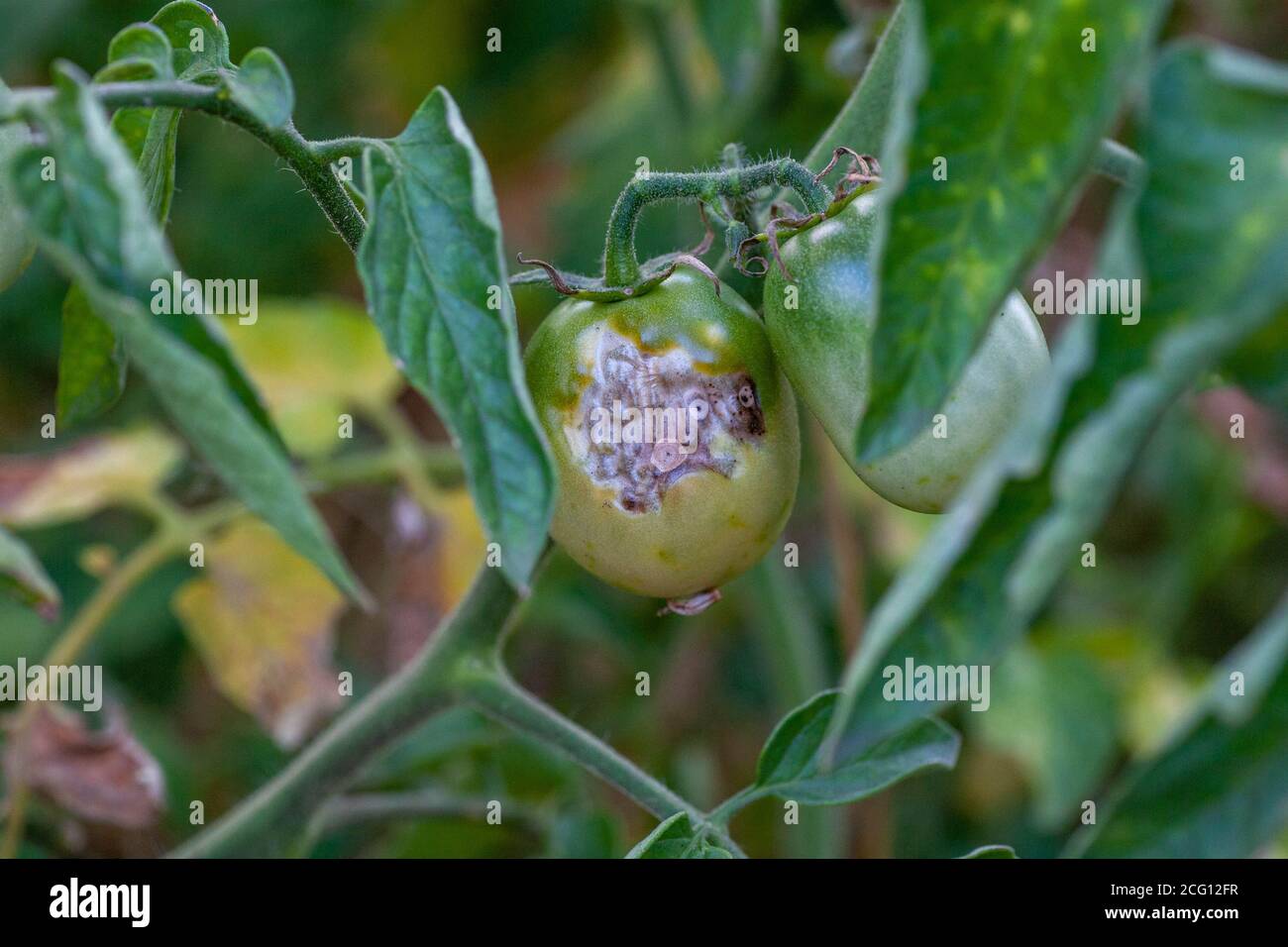 Tomato fruits damaged by bacterial disease. Moisture cracked tomatoes ...