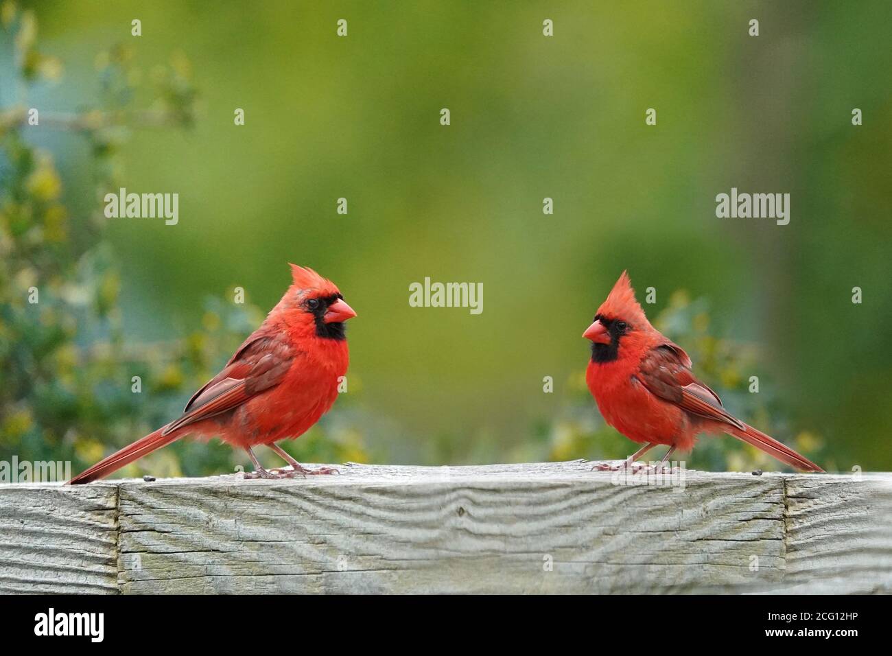 Molting northern cardinal hi-res stock photography and images - Alamy