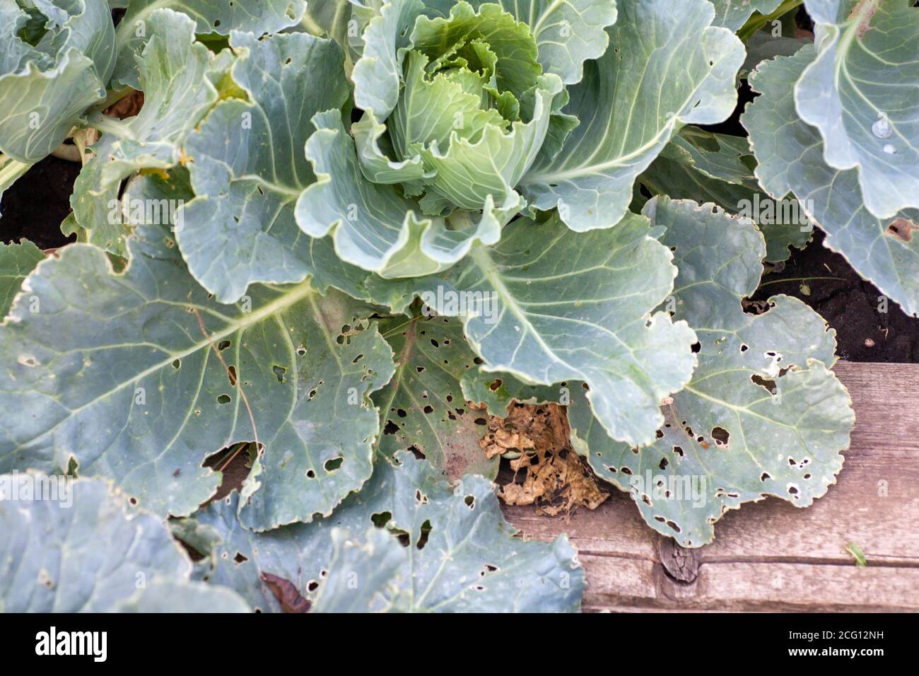 Vegetable Disease High Resolution Stock Photography and Images - Alamy