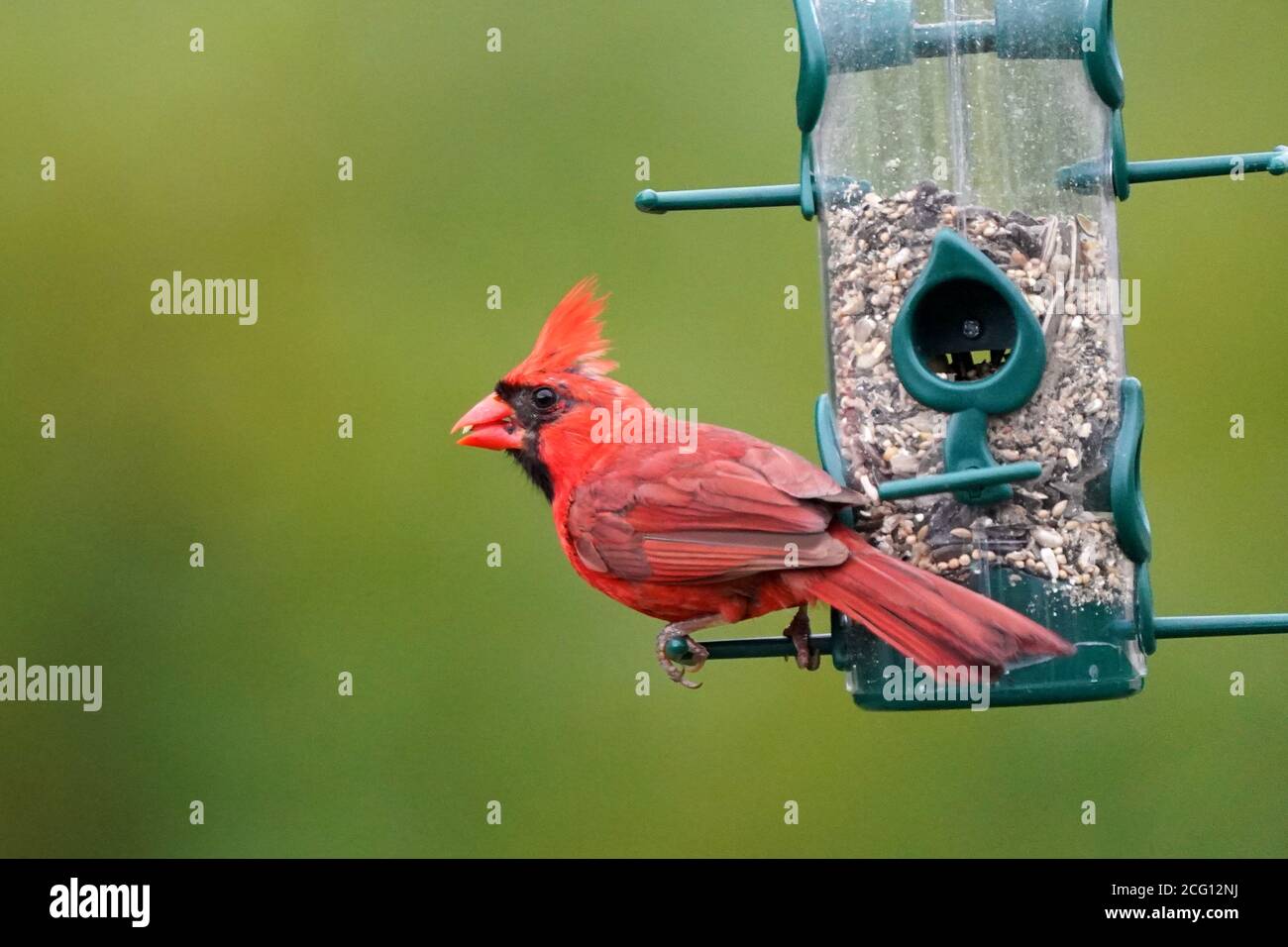 Molting northern cardinal hi-res stock photography and images - Alamy