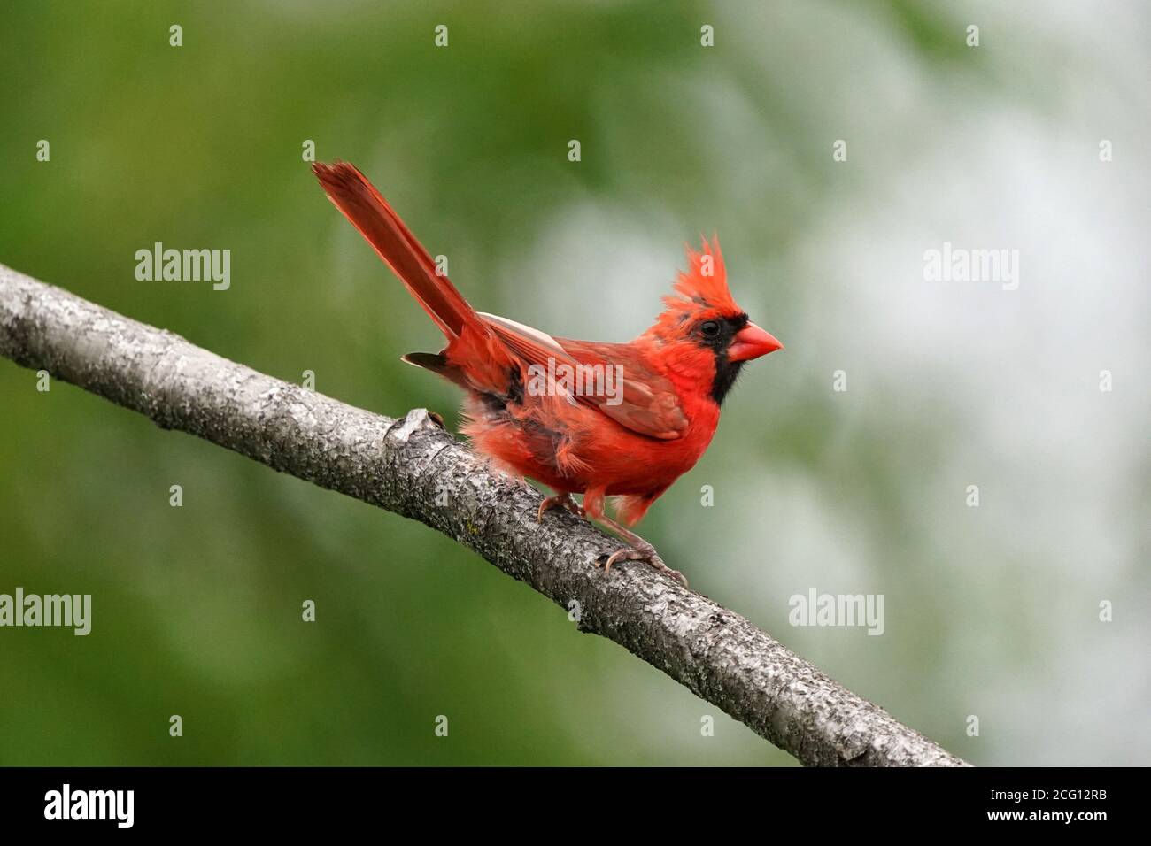 Molting Northern Cardinal High Resolution Stock Photography and Images ...