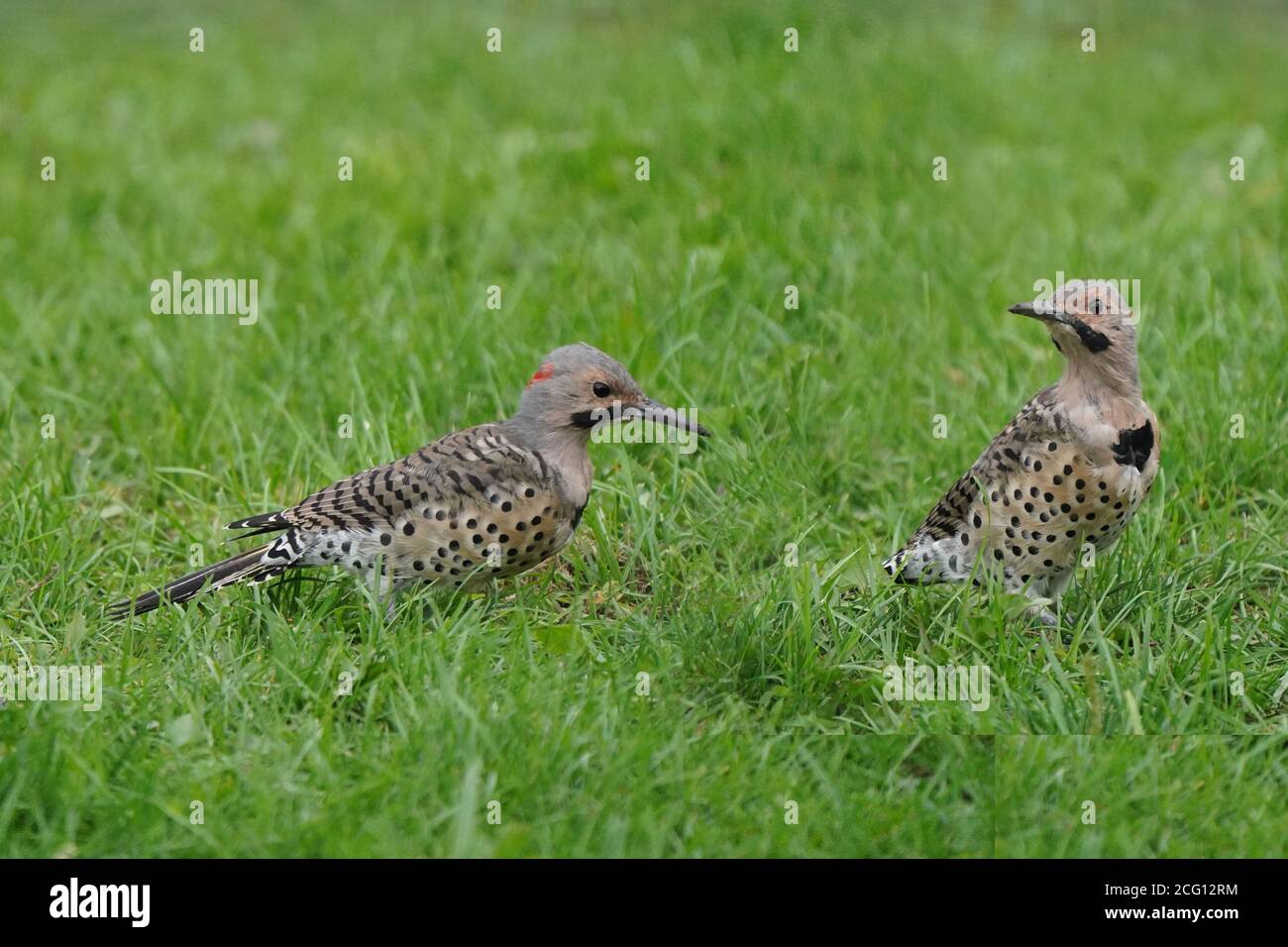Juvenile flicker hi-res stock photography and images - Alamy