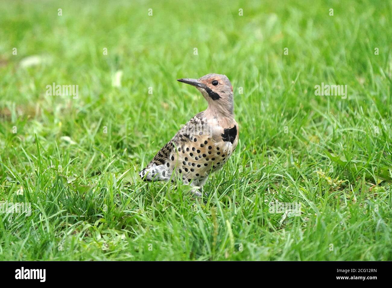 Juvenile flicker hi-res stock photography and images - Alamy
