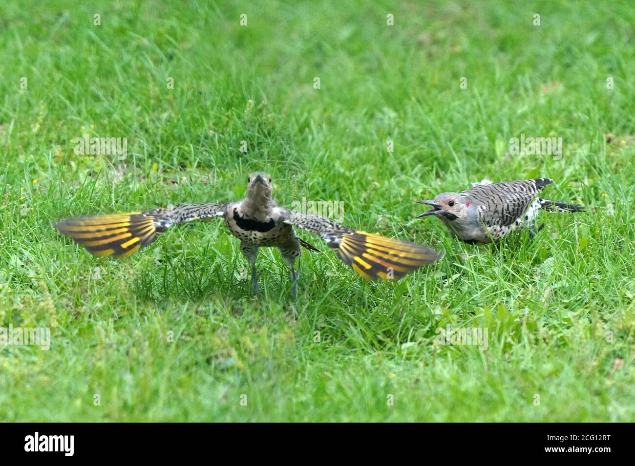 Juvenile flicker hi-res stock photography and images - Alamy