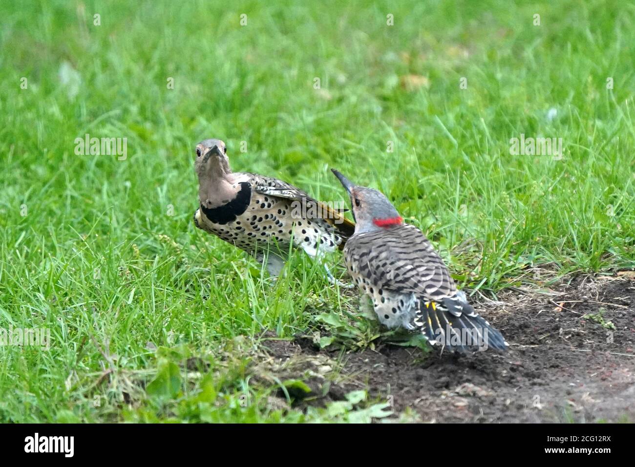 Feeding almost full grown chicks hi-res stock photography and images ...