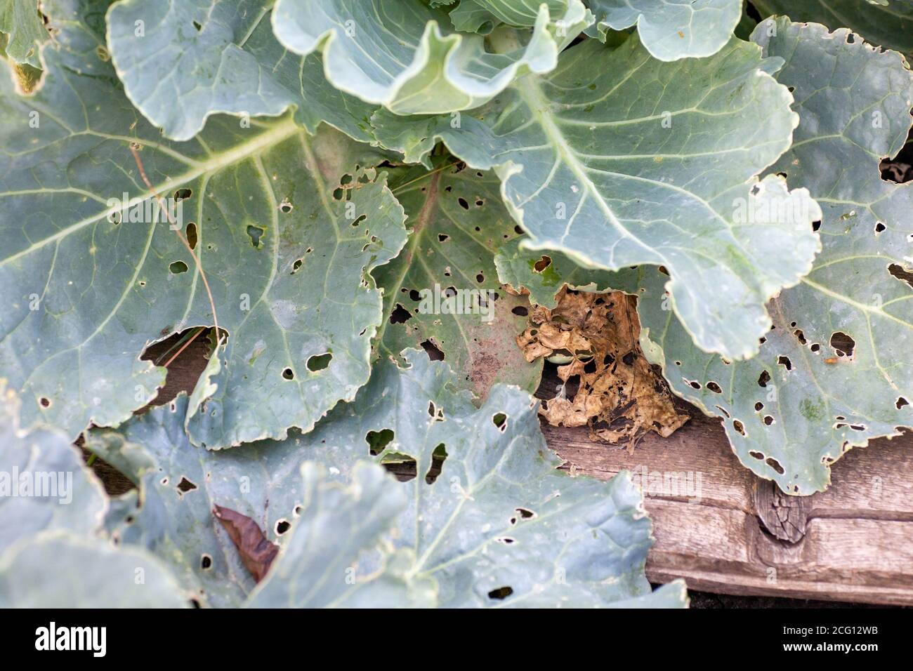 cabbage diseases. Cabbage leaves damaged by pests. the caterpillars ate ...