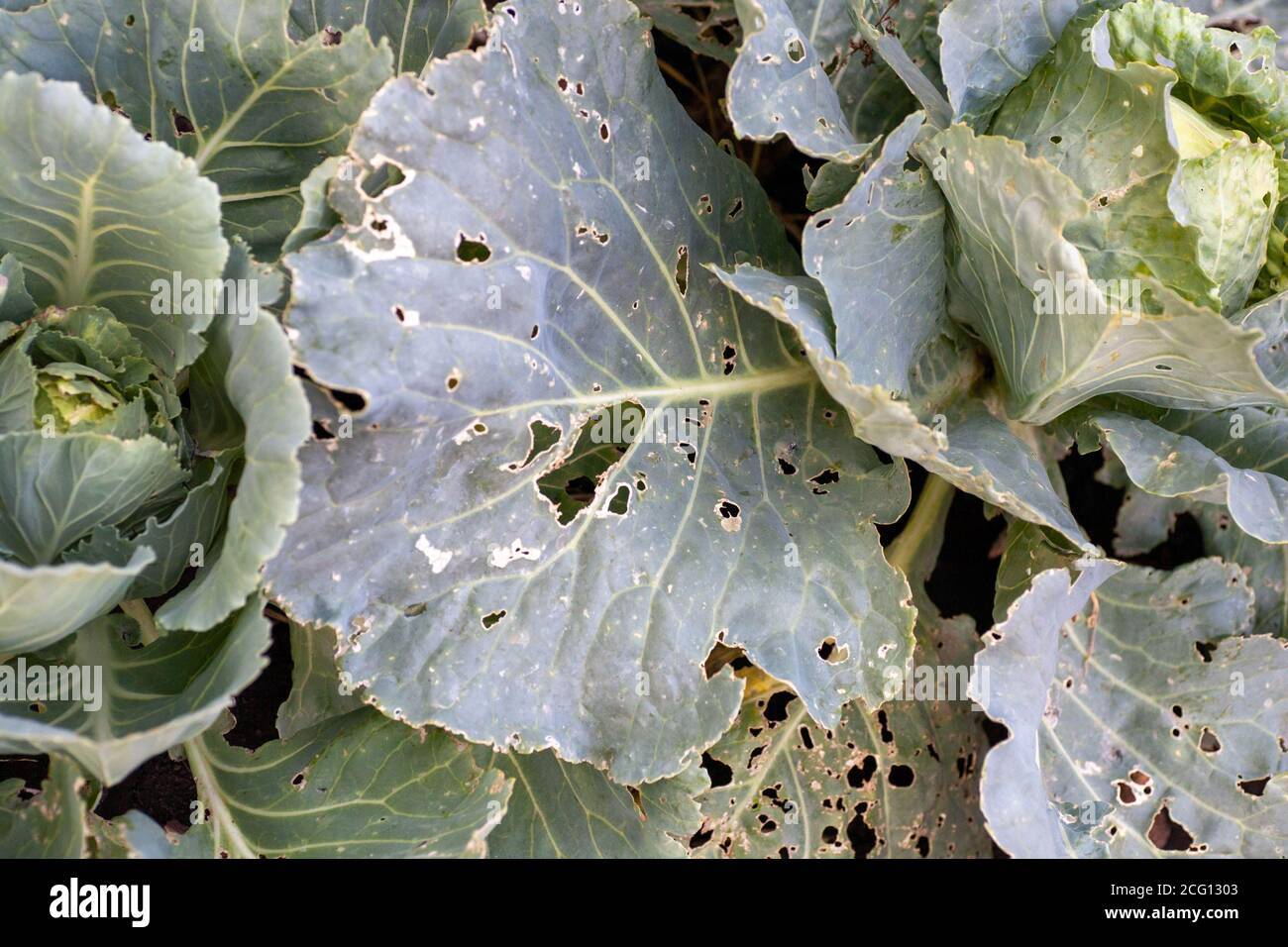 cabbage diseases. Cabbage leaves damaged by pests. the caterpillars ate ...