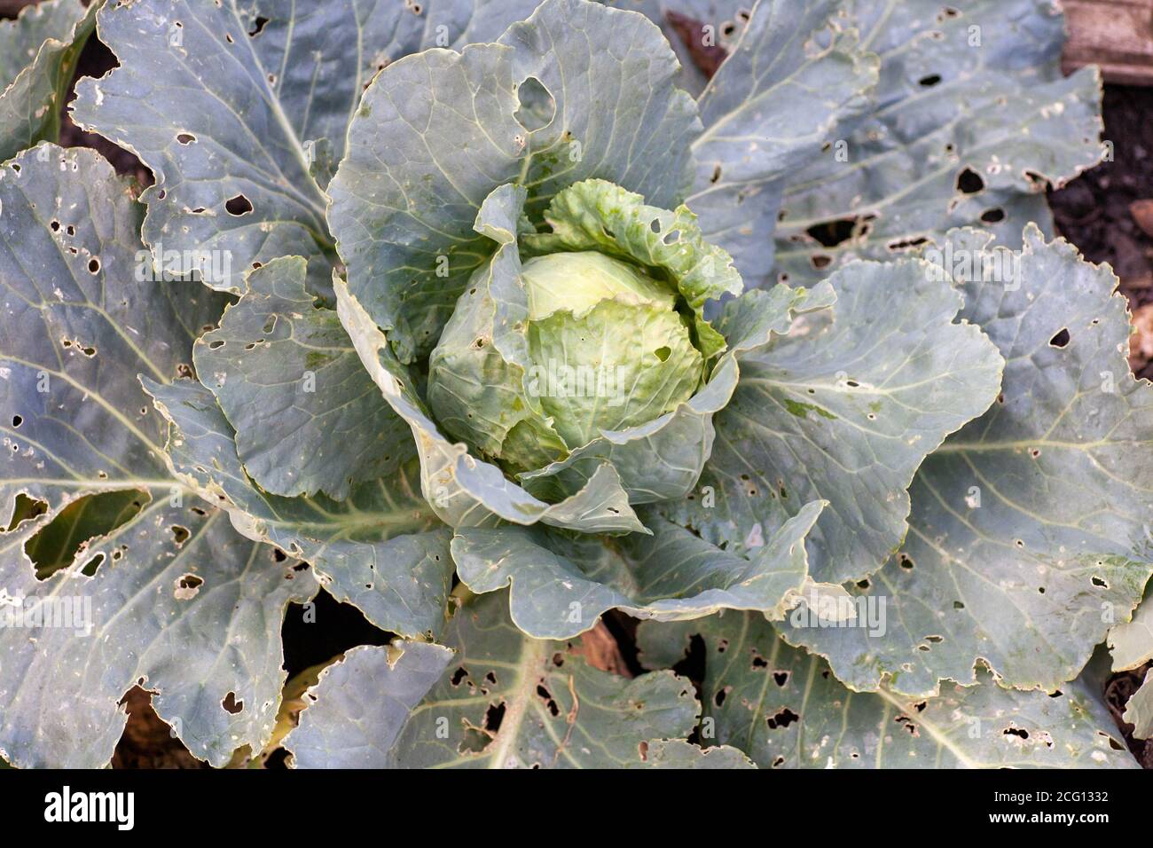 cabbage diseases. Cabbage leaves damaged by pests. the caterpillars ate ...