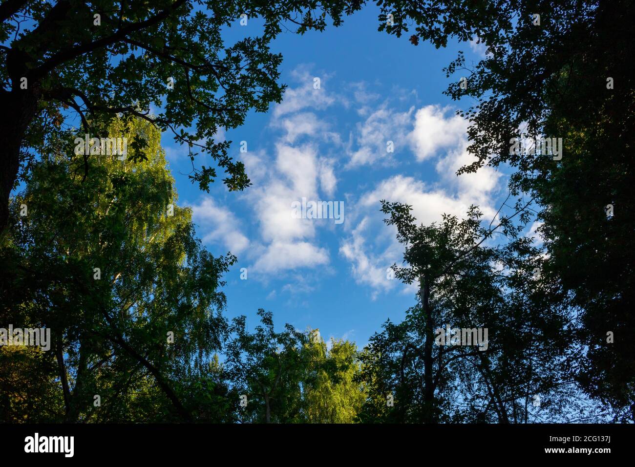 Looking up into the treetops hi-res stock photography and images - Alamy