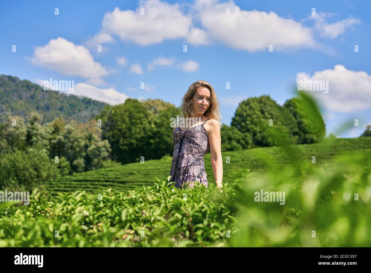 Girl harvest tea plantation hi-res stock photography and images - Alamy