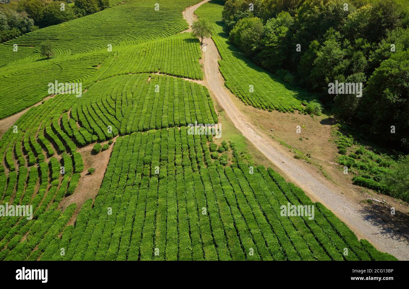 Green tea plantation, Aerial view green tea plantation at North of ...