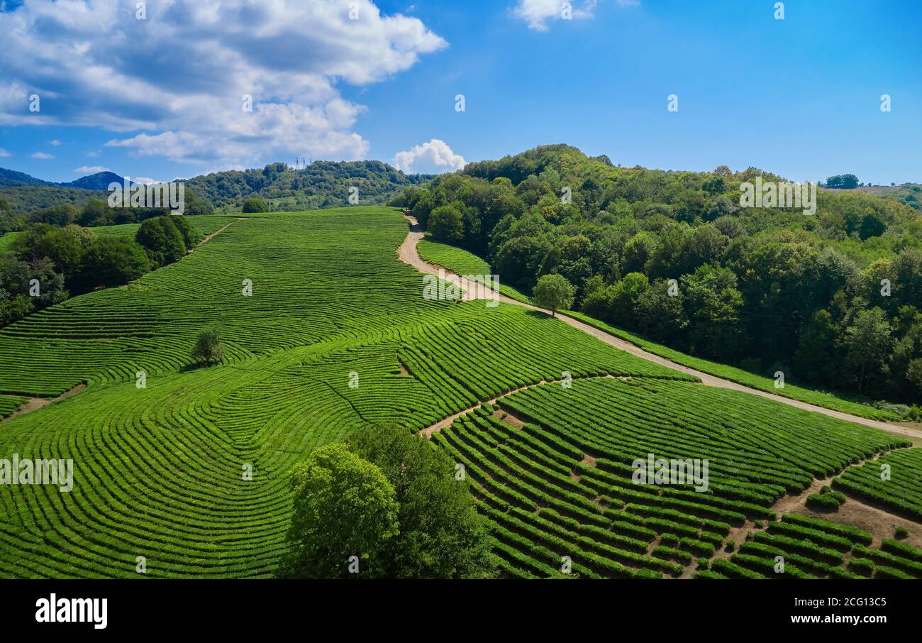 Green tea plantation, Aerial view green tea plantation at North of ...