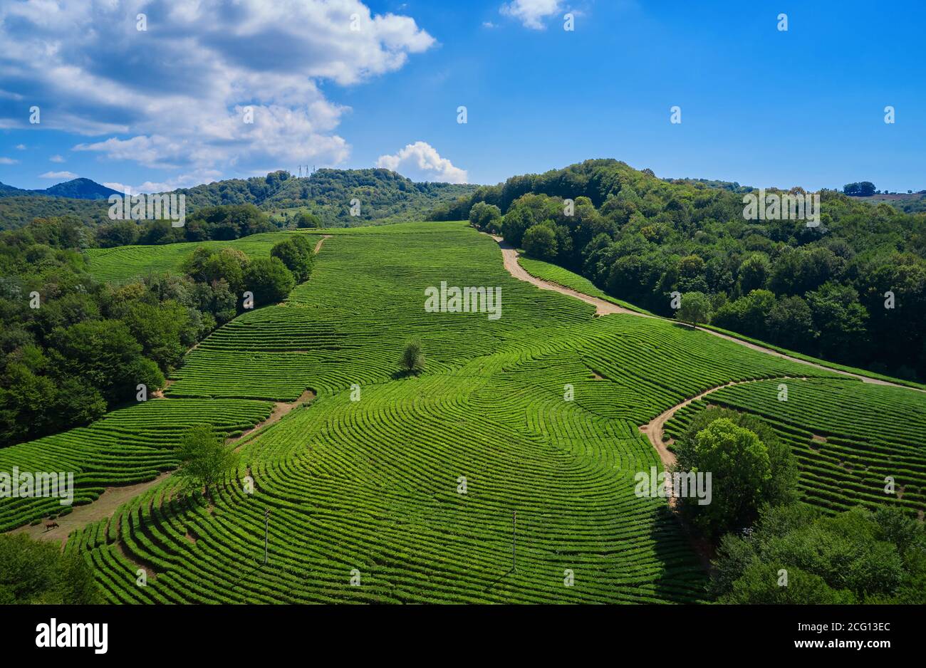 Green tea plantation, Aerial view green tea plantation at North of ...