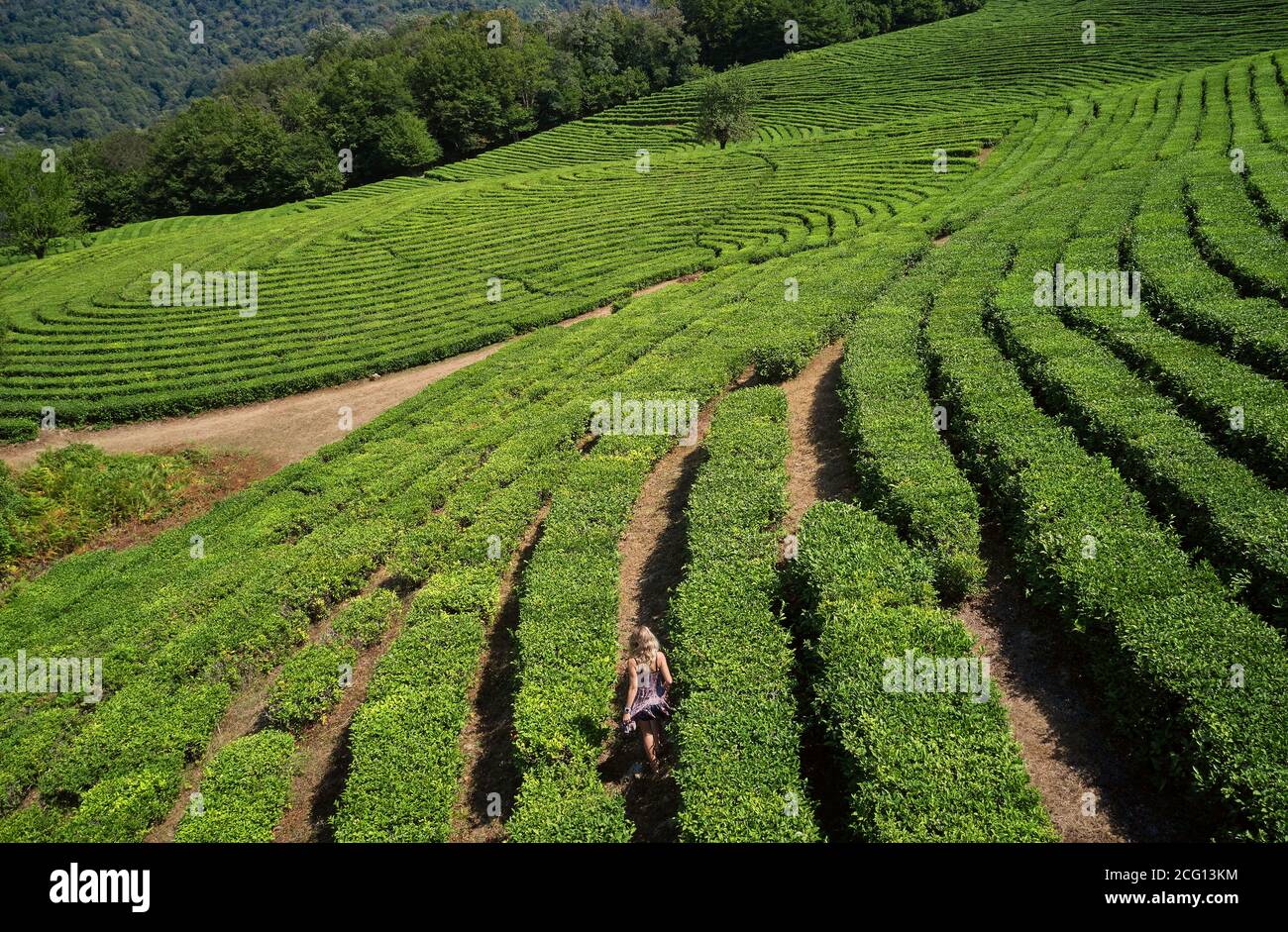 Green tea plantation, Aerial view green tea plantation at North of ...