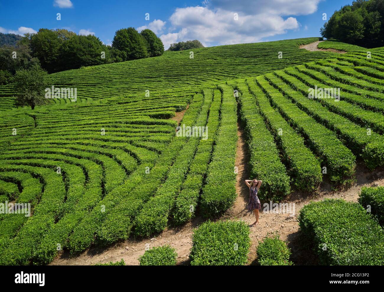 Green tea plantation, Aerial view green tea plantation at North of ...
