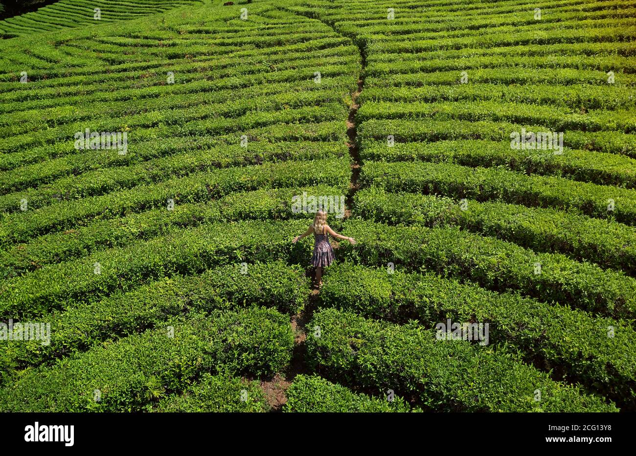 Girl harvest tea plantation hi-res stock photography and images - Alamy