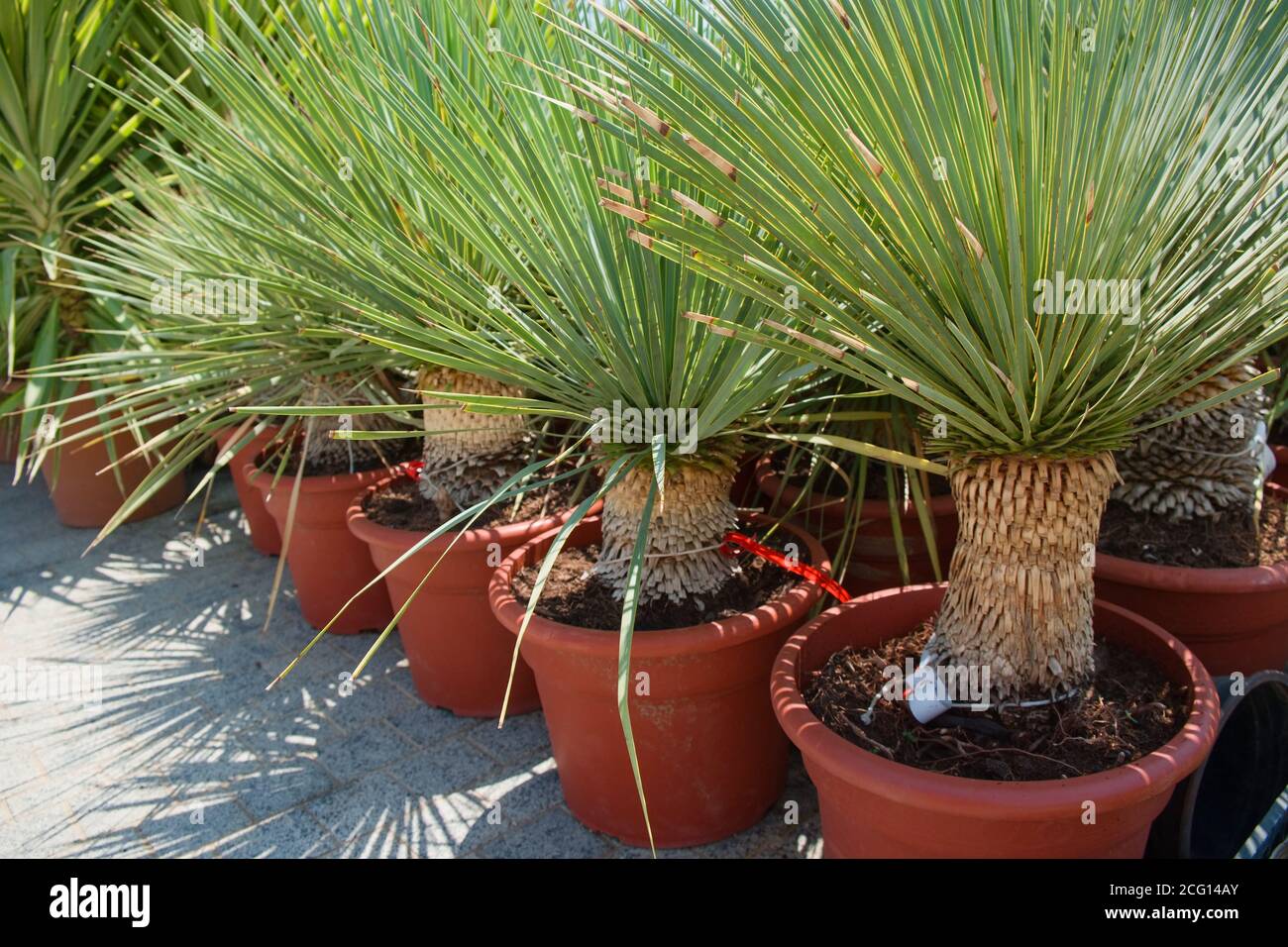 Dracaena Draco or Dragon tree in temporary plastic pots in street ...