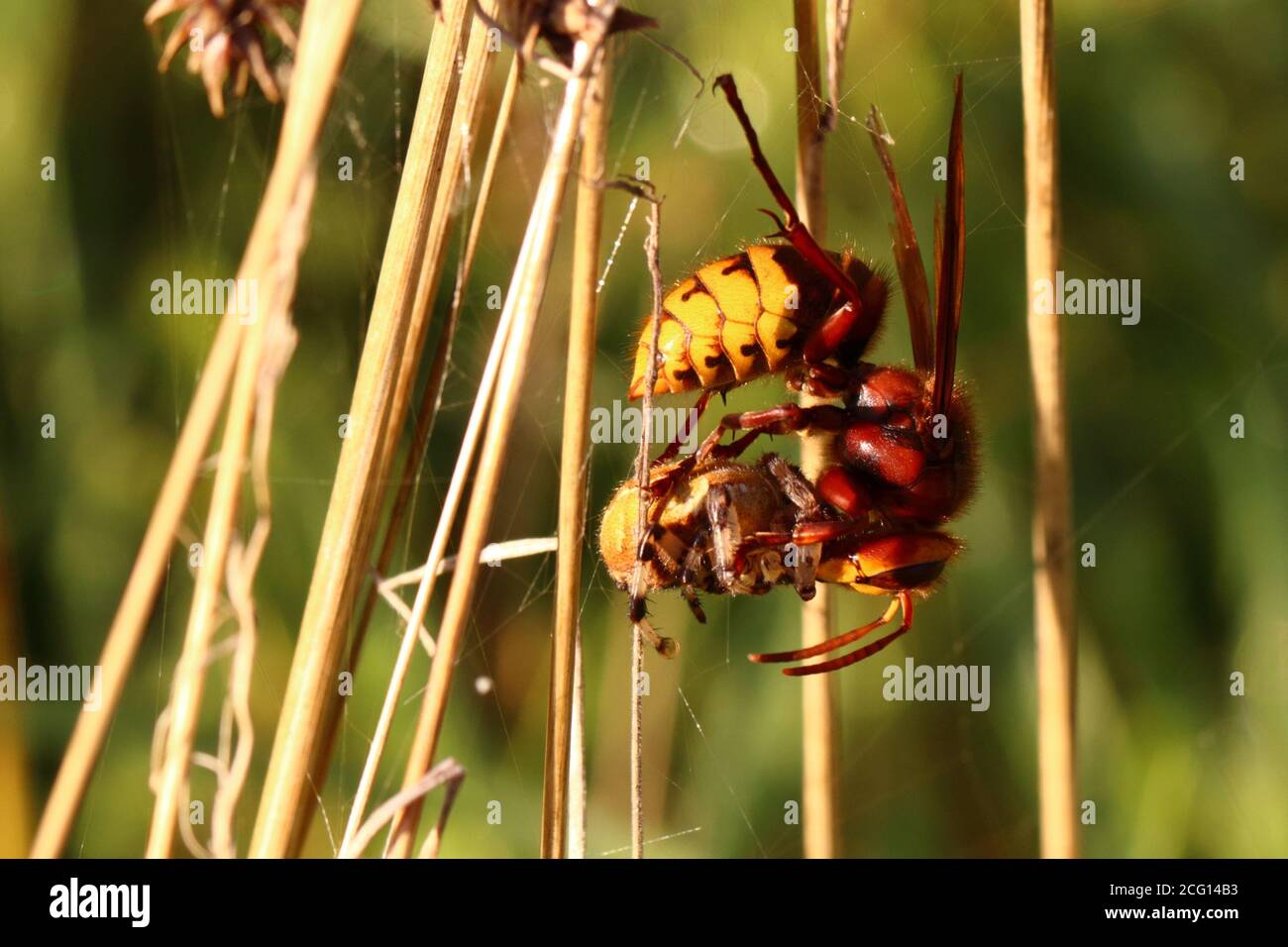 European Hornet attacking and devouring a Four-spot Orb-weaver spider ...