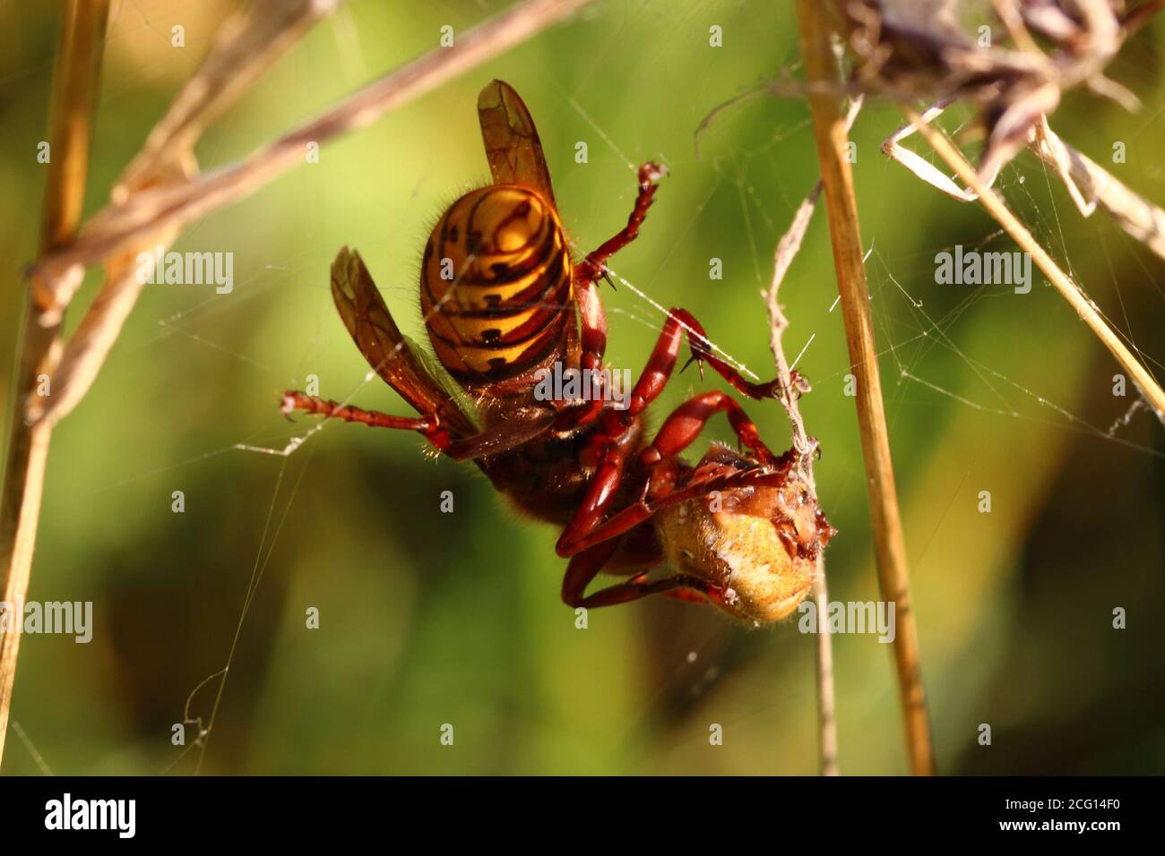 European Hornet attacking and devouring a Four-spot Orb-weaver spider ...
