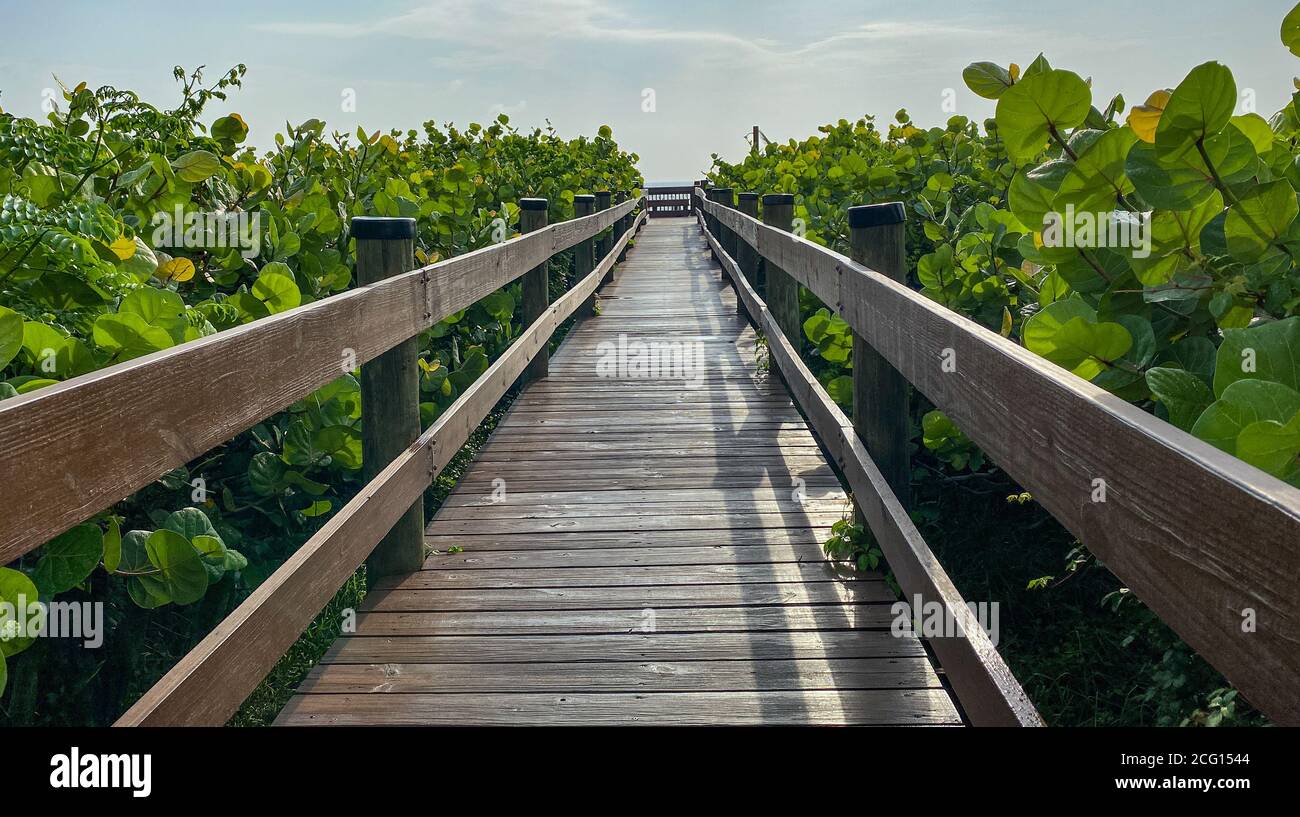 A view of a wooden pathway to the beach and ocean with green sea grape ...