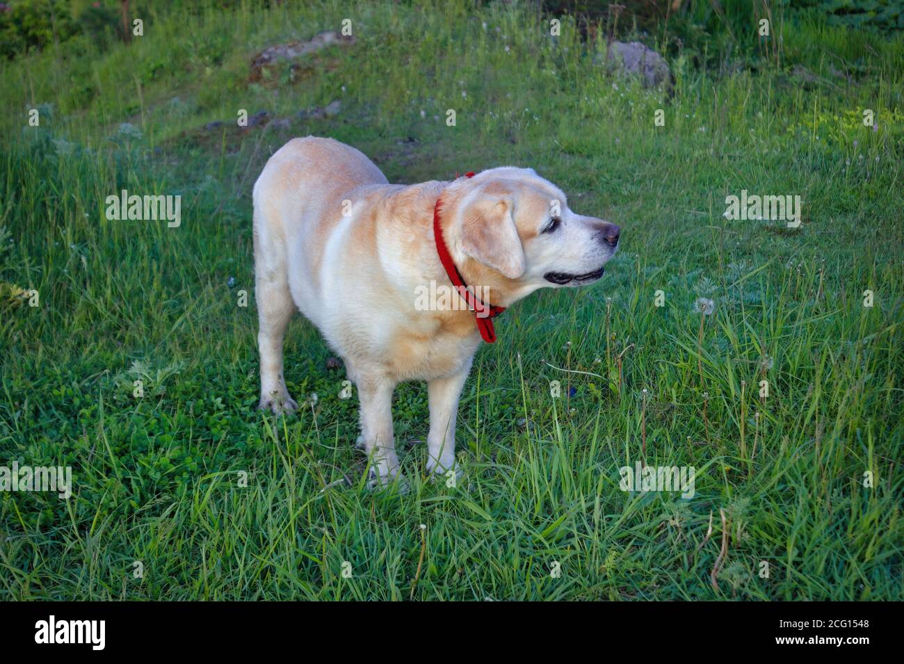 Golden Labrador Retriever walks in the woods on a green lawn Stock ...