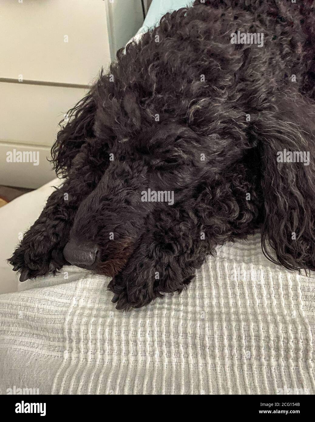 A black purebred standard poodle laying in a bed thinking about taking ...