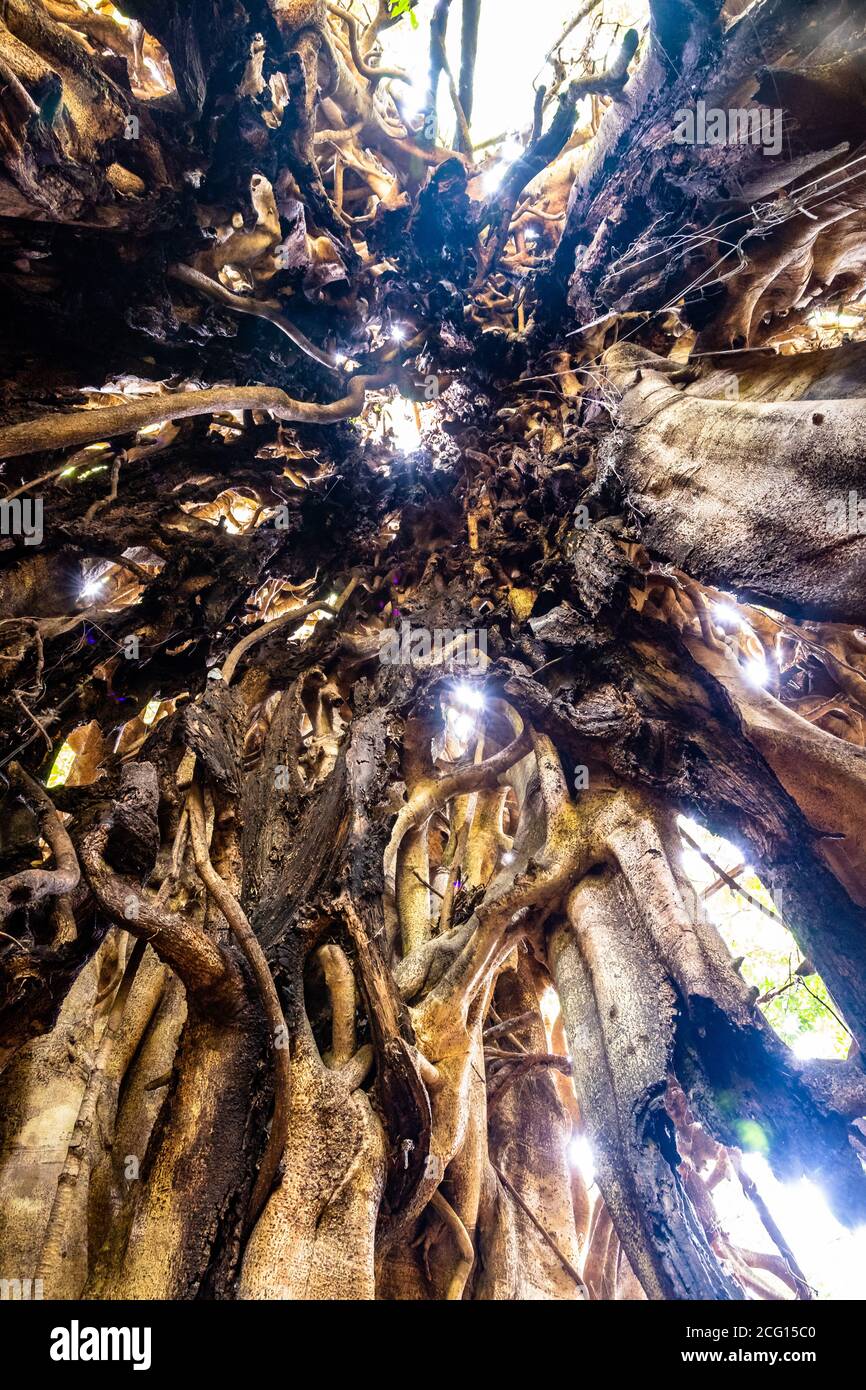 Close up of an Australian fig tree Stock Photo - Alamy
