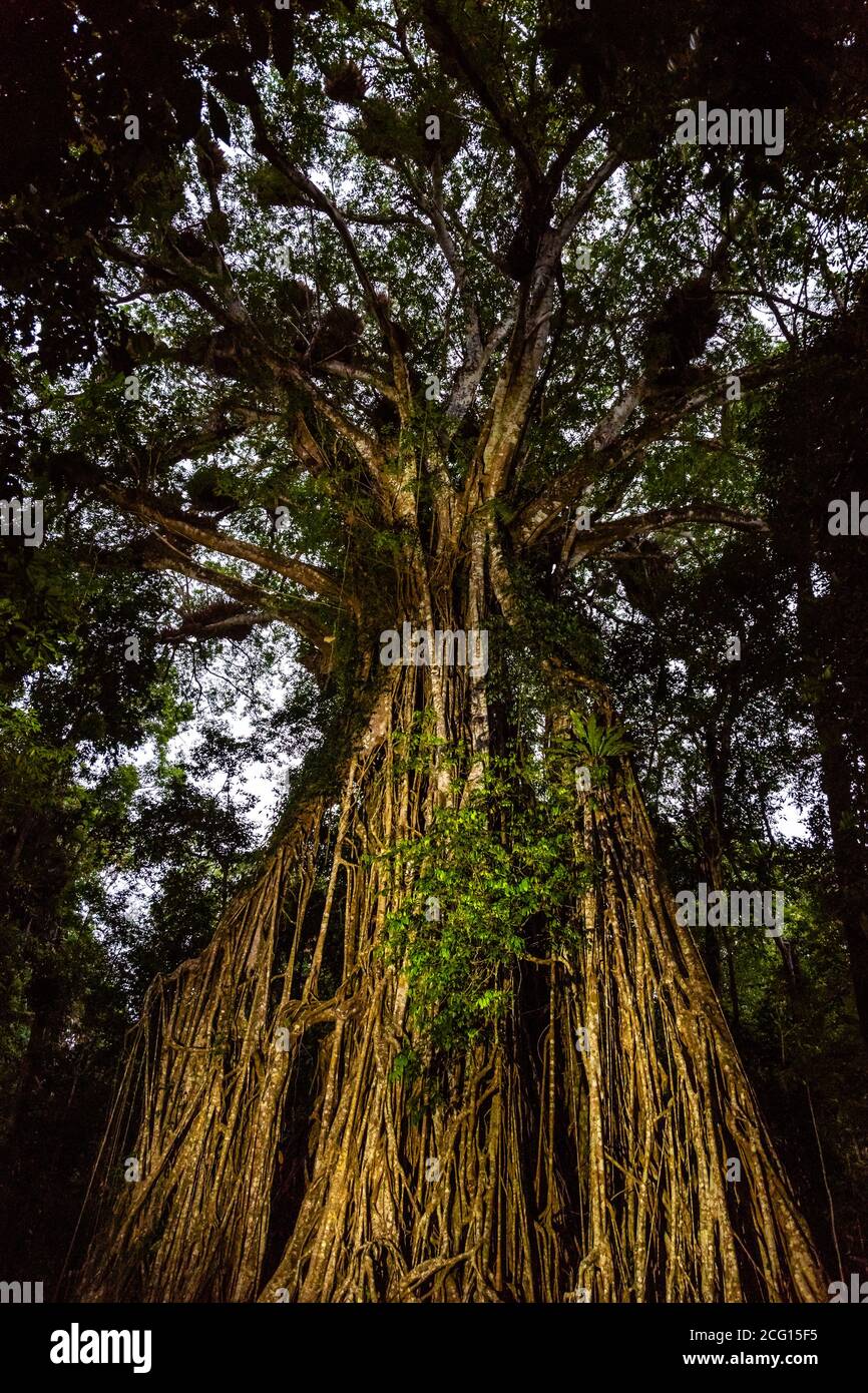 Australian strangler fig tree painted with light at dusk Stock Photo ...