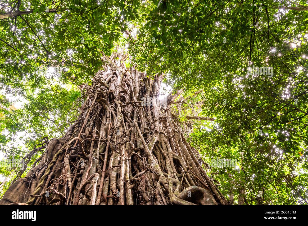 Low angle view of a huge Australian strangler fig tree Stock Photo - Alamy