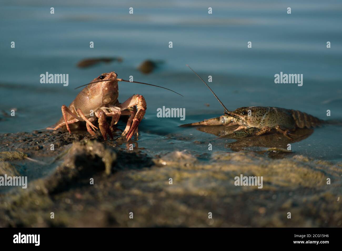 Aggressive crayfish hi-res stock photography and images - Alamy