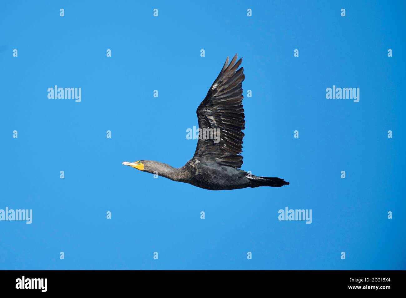 Double-crested cormorant (phalacrocorax auritus) in flight Frank Lake ...