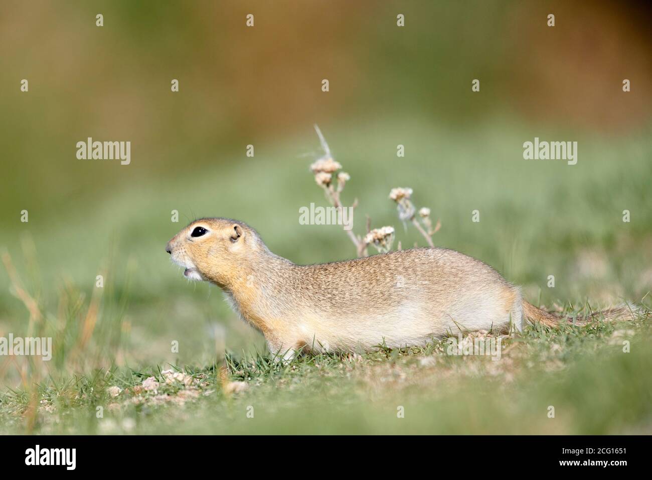 Richardson’s ground squirrel hi-res stock photography and images - Alamy