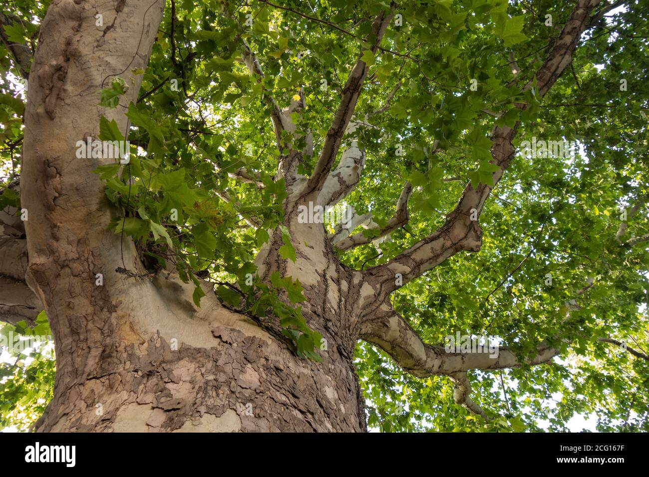 Crown and trunk of a century old sycamore tree. Creative vintage ...