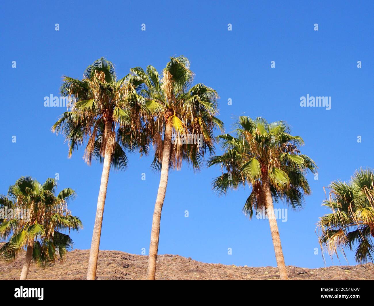 Palm trees, exotic trees Stock Photo - Alamy