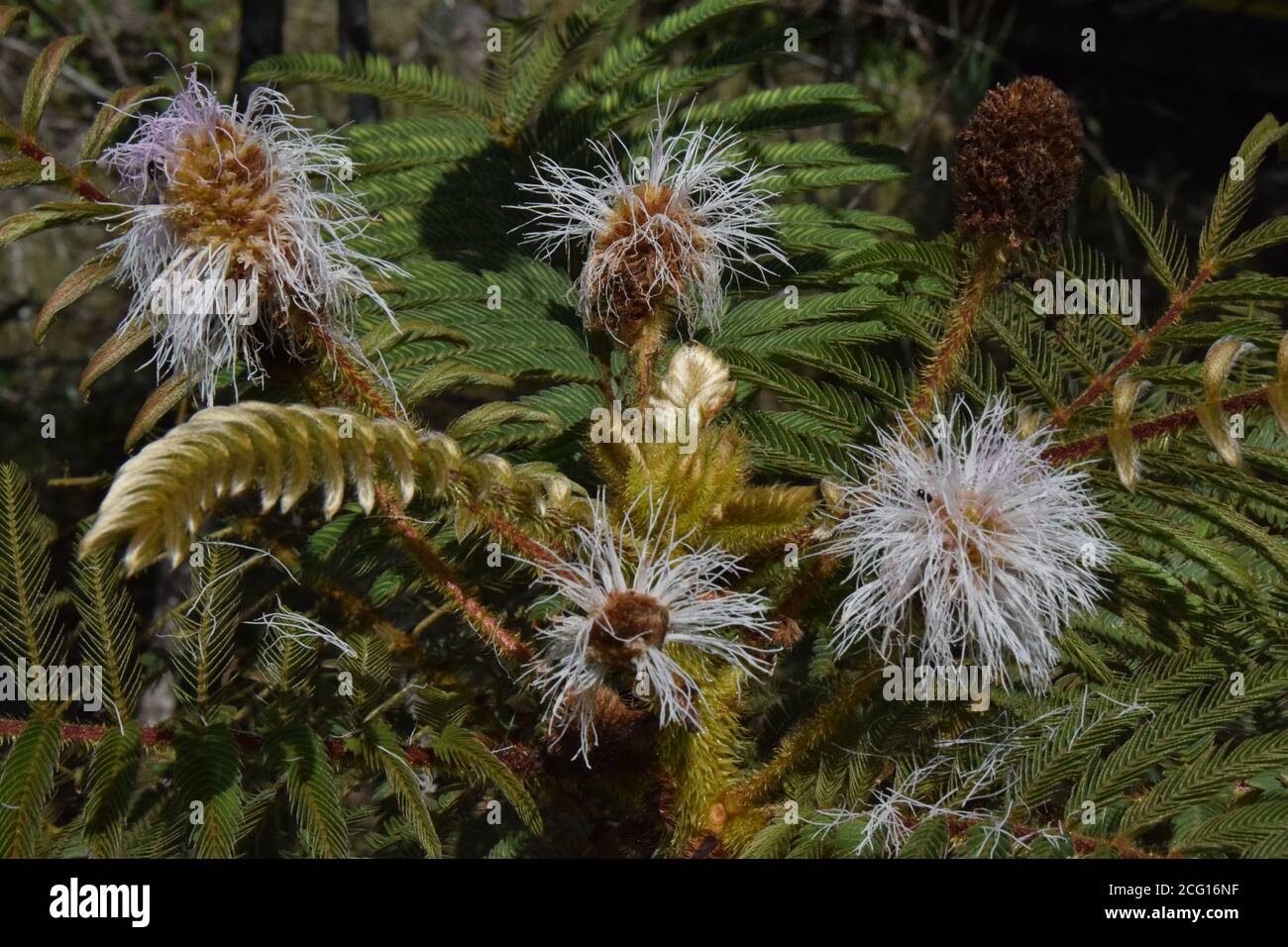 Cerrado flowers flora central Brazil state of Goias Chapada dos ...