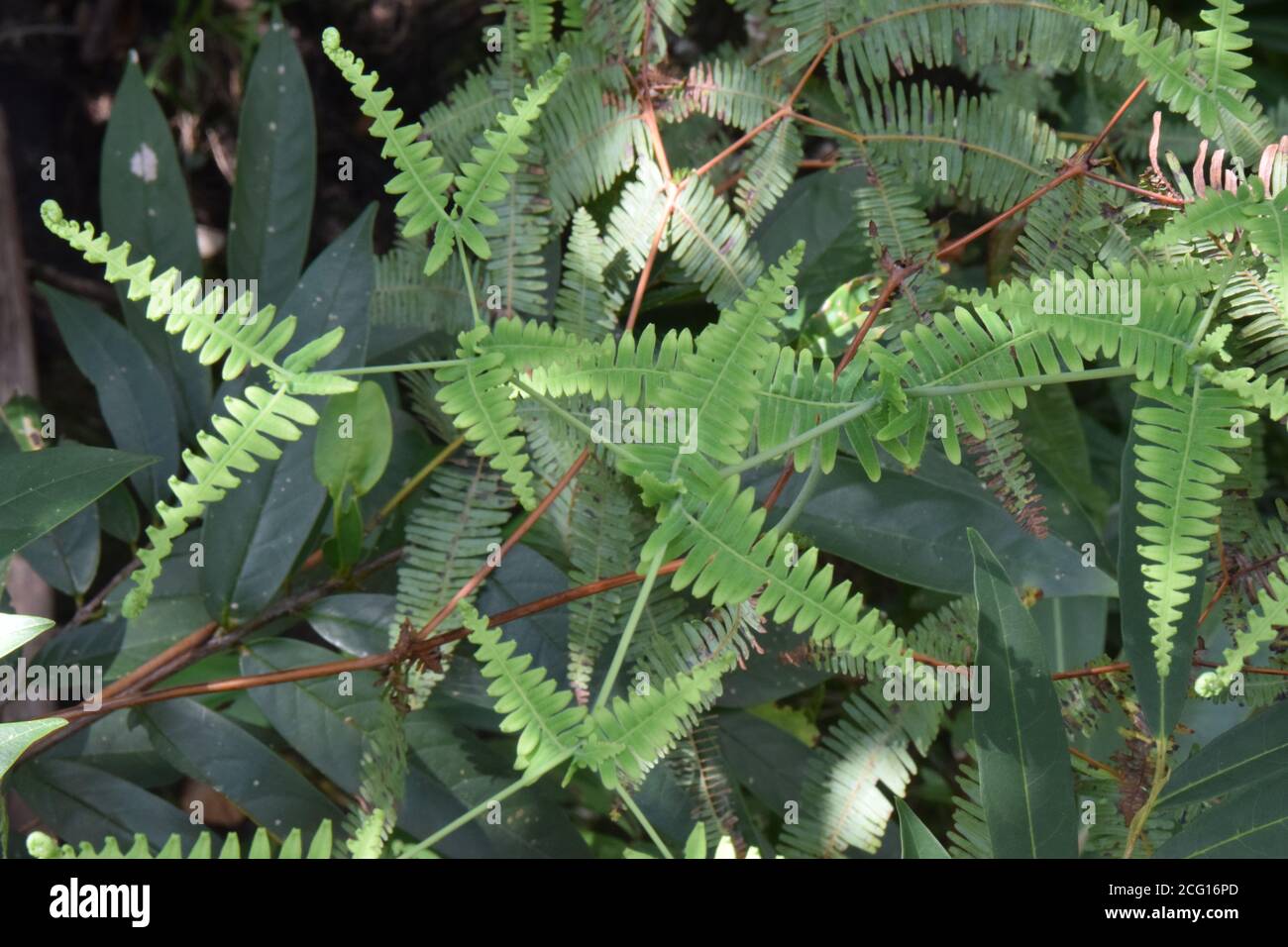 Cerrado flowers flora central Brazil state of Goias Chapada dos ...