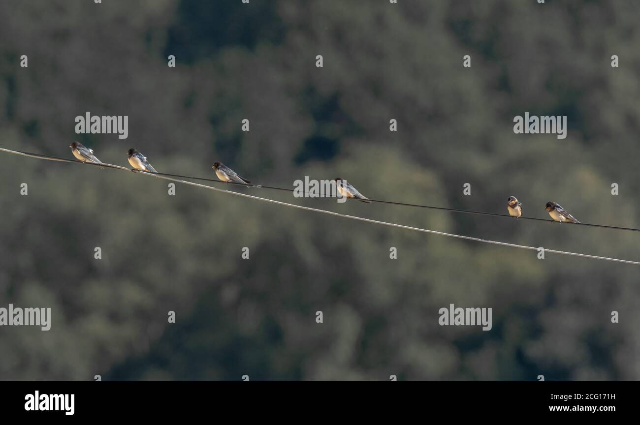 Barn swallows gathering on a cable hi-res stock photography and images ...
